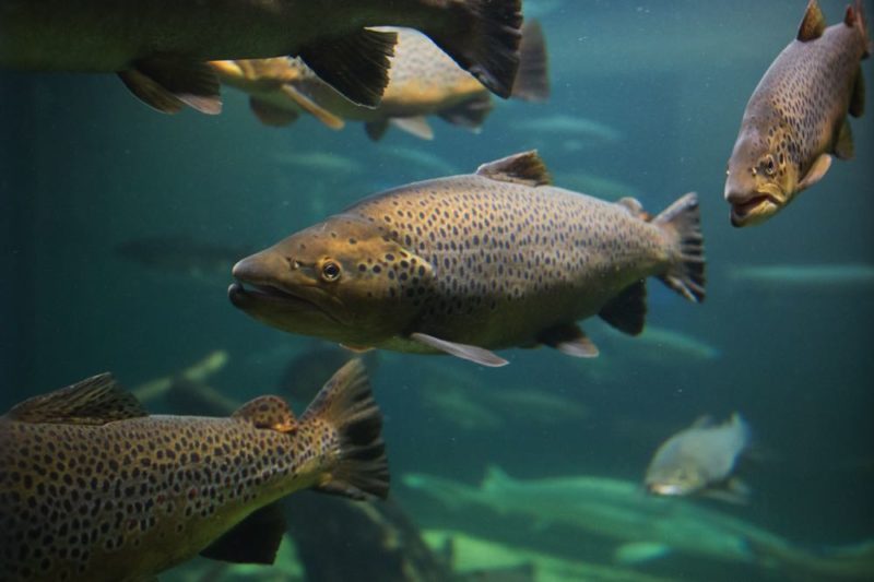 5 Best Fly Fishing Spots in Ireland - Your Irish Adventure