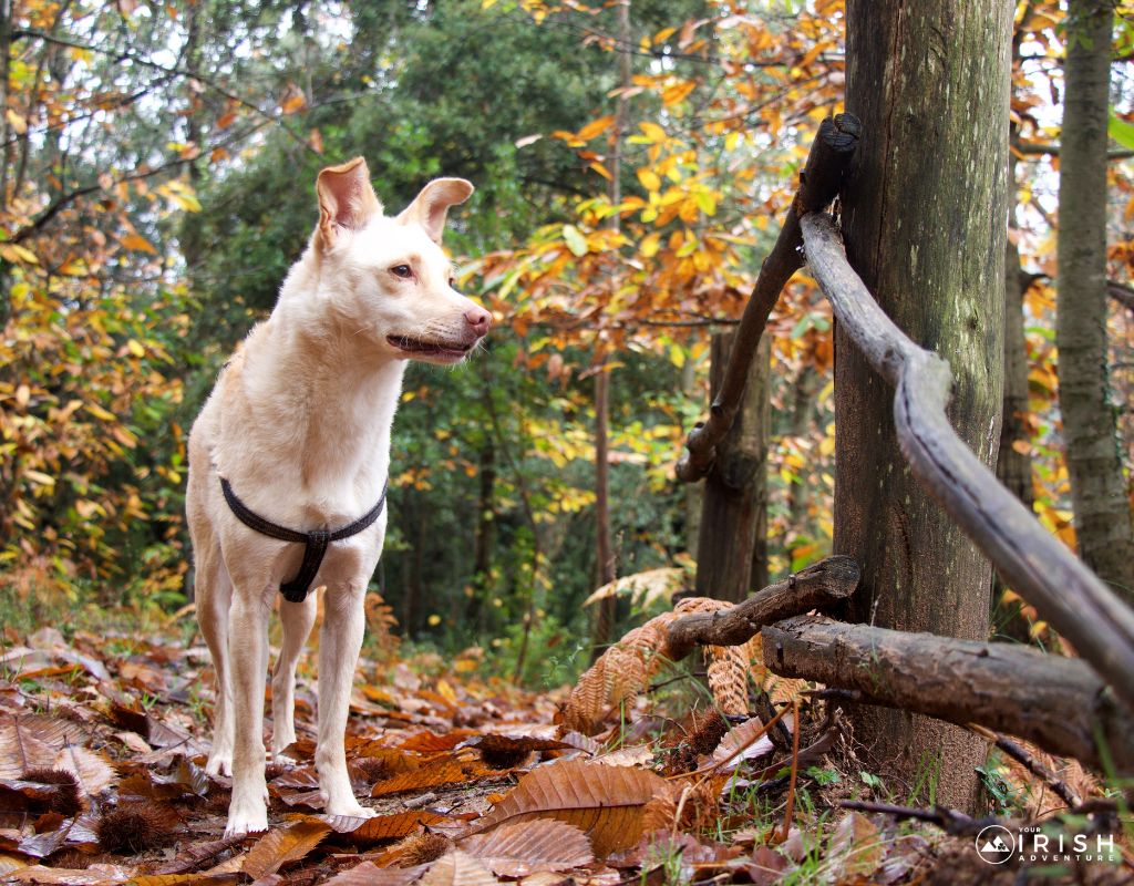 Howth Cliff Walk: Complete Howth Hiking Guide - Your Irish Adventure